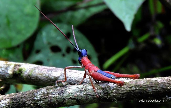 The Diversity of Life in the Amazon Rainforest - Avian Report