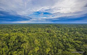 The Diversity of Life in the Amazon Rainforest - Avian Report