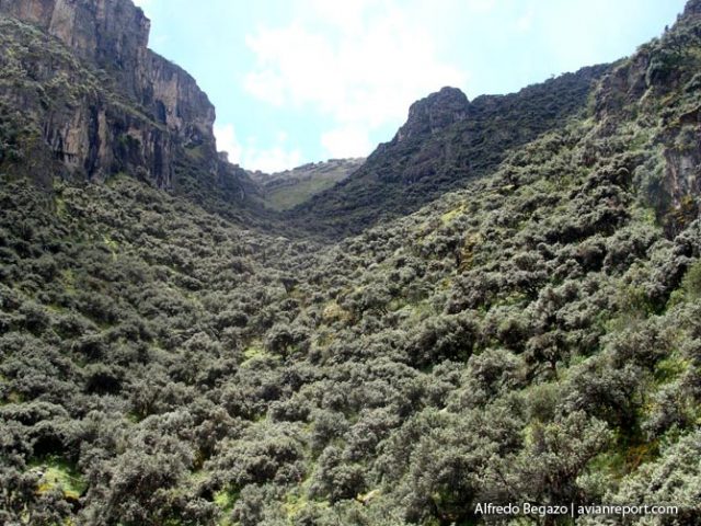 Polylepis Woodlands - Avian Report