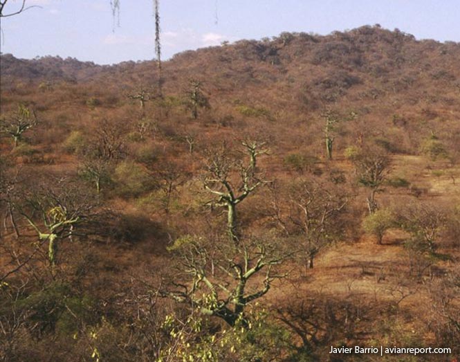 Tropical Deciduous Forests - Avian Report