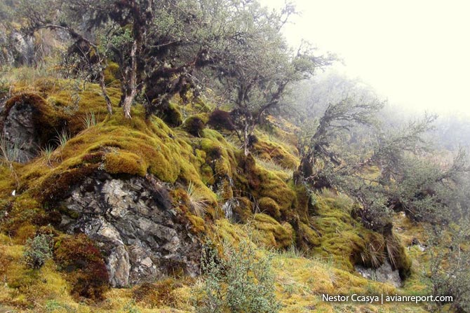 Polylepis Woodlands - Avian Report