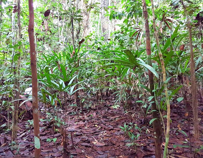 White Sand Forest - Avian Report