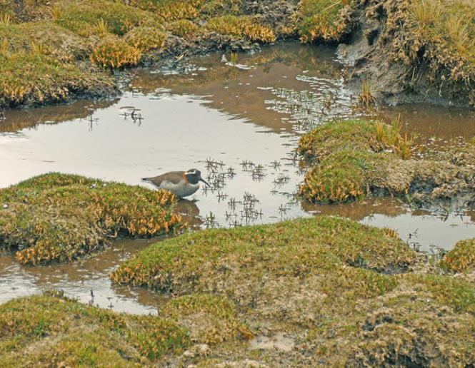 Bogs - Avian Report