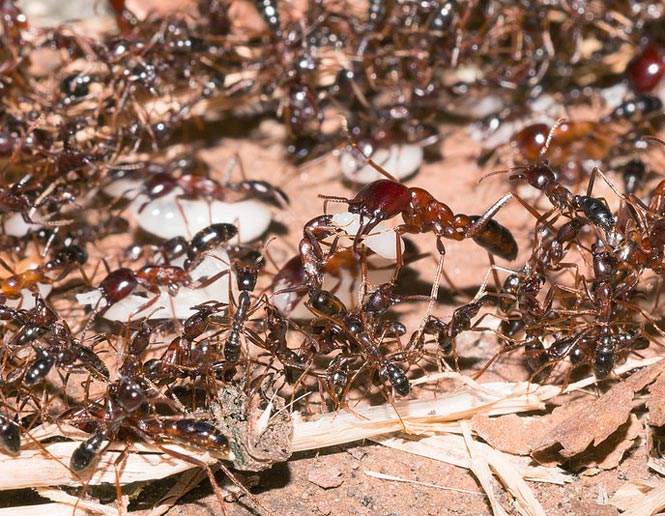 Army Ants - Avian Report