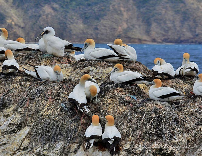 Nests of Birds - Avian Report