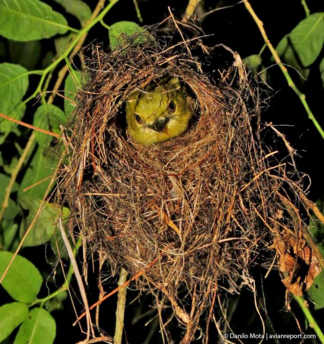 Nests of Birds - Avian Report