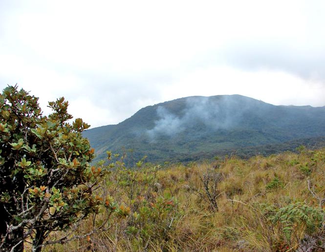 Paramo Grasslands - Avian Report