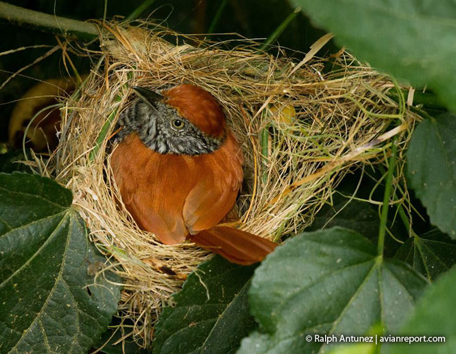 Bird Reproduction - Avian Report