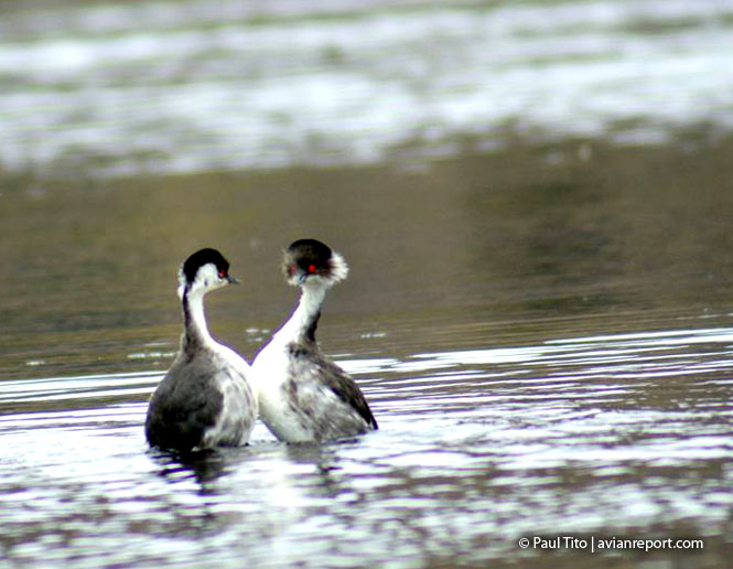 Bird Reproduction - Avian Report