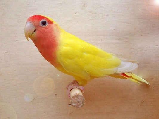 Bird Xanthochromism - Avian Report