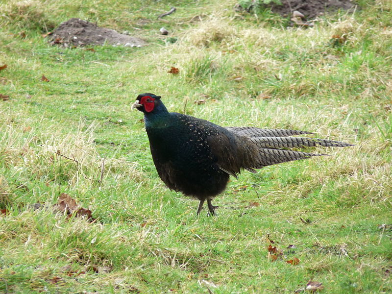 What is that Unusual Dark Bird? - Avian Report