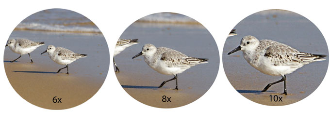 Understanding Magnification Power and Aperture in Binoculars - Avian Report