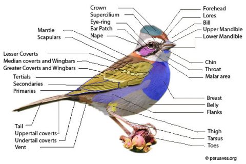 Parts of a Bird: Flight Feathers - Avian Report