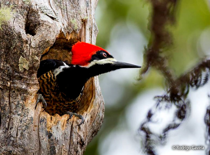 Birds as Indicators of Ecosystem Health - Avian Report