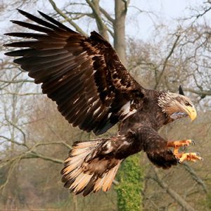 Plumage Transformation of Bald Eagles: From Juvenile to Adult