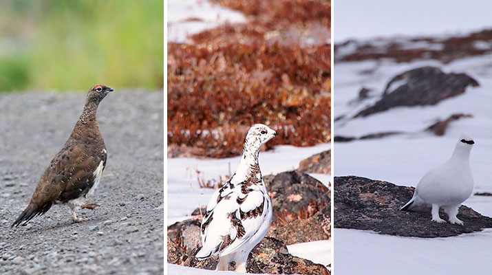 Bird Plumage: Patterns & Functions - Avian Report