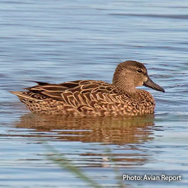 Bird Plumage: Patterns & Functions - Avian Report