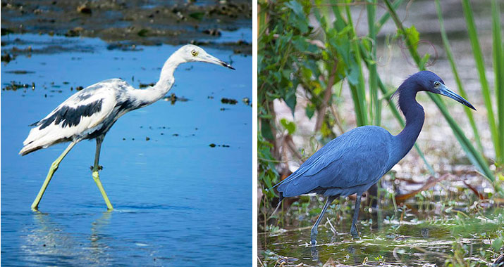 Molt in Birds: A Basic Guide - Avian Report