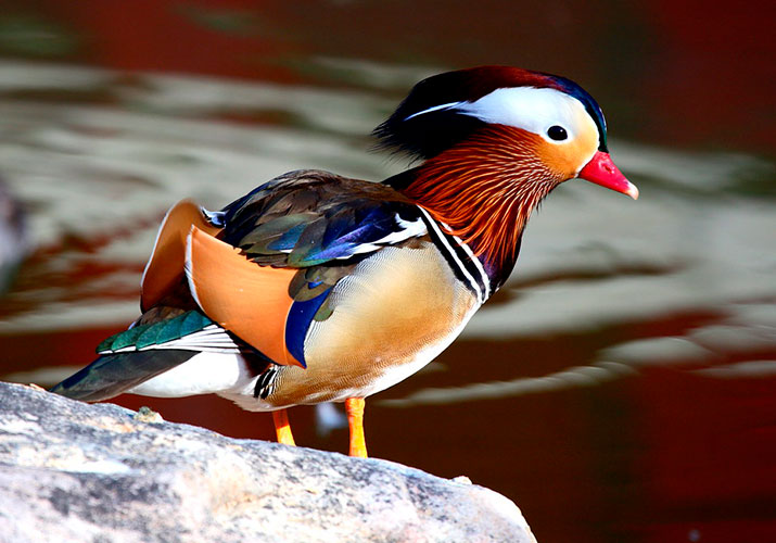 A Guide To Bird Feathers - Avian Report