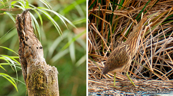 Bird Plumage: Patterns & Functions - Avian Report