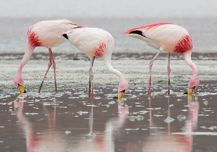 Flamingos: Facts and Information - Avian Report