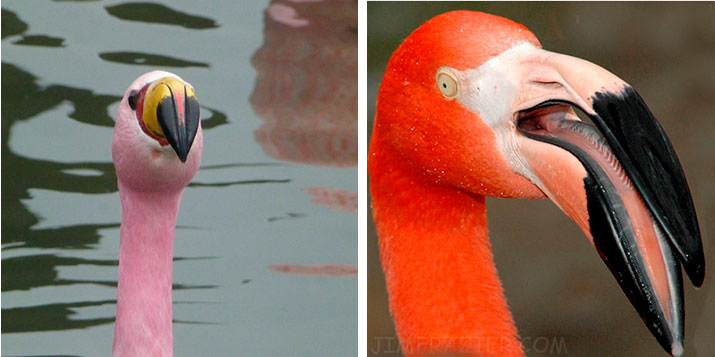Flamingos: Facts and Information - Avian Report