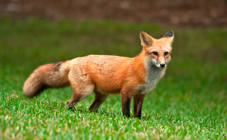 Wildlife of Acadia National Park (Mammals) - Avian Report