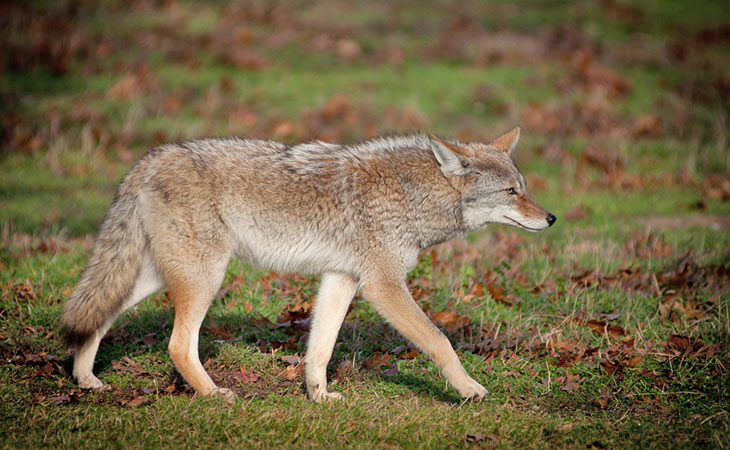 Wildlife of Acadia National Park (Mammals) - Avian Report