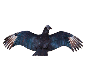 6 Simple Steps to tell a Turkey Vulture from a Black Vulture - Avian Report