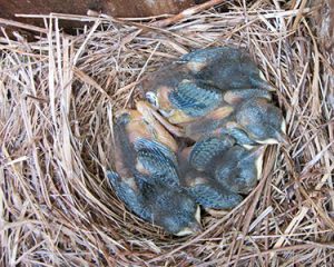 Bluebird Parental Care of Hatchlings, Nestlings, and Fledglings - Avian ...