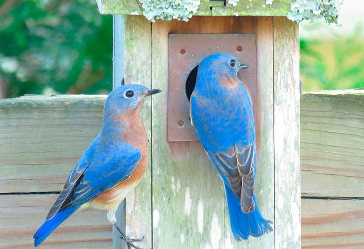 Most Eastern Bluebirds Mate for life, But there is More to It - Avian ...