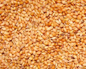 The 14 Most Popular Foods for Backyard Birds (with Pictures and Facts ...