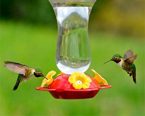 The 14 Most Popular Foods for Backyard Birds (with Pictures and Facts ...
