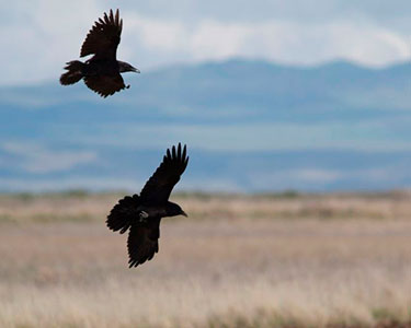 Differences Between an American Crow and a Common Raven (with Map ...