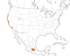 Hummingbird Identification: An Illustrated Guide to all 14 North ...