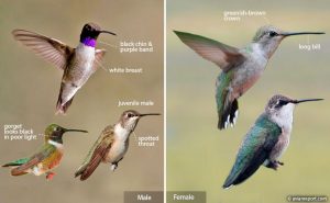 Hummingbird Identification: An Illustrated Guide to all 14 North ...