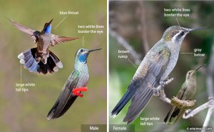 Hummingbird Identification: An Illustrated Guide to all 14 North ...