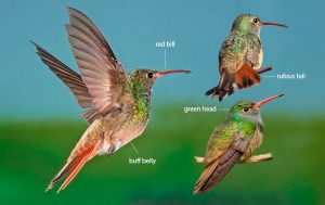 Hummingbird Identification: An Illustrated Guide to all 14 North ...