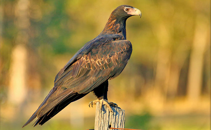 Just How Big and Powerful is the Harpy Eagle? - Avian Report