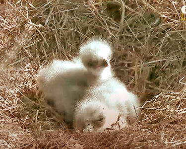 Baby Bald Eagles in the Nest: Hatching to Fledging. - Avian Report
