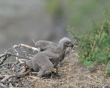 Baby Bald Eagles in the Nest: Hatching to Fledging. - Avian Report