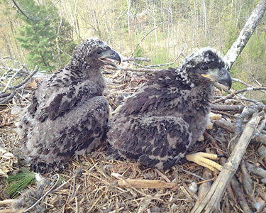 Baby Bald Eagles in the Nest: Hatching to Fledging. - Avian Report