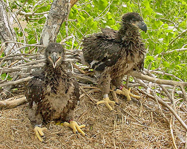 Baby Bald Eagles in the Nest: Hatching to Fledging. - Avian Report