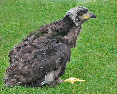 Baby Bald Eagles in the Nest: Hatching to Fledging. - Avian Report
