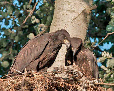 Baby Bald Eagles in the Nest: Hatching to Fledging. - Avian Report