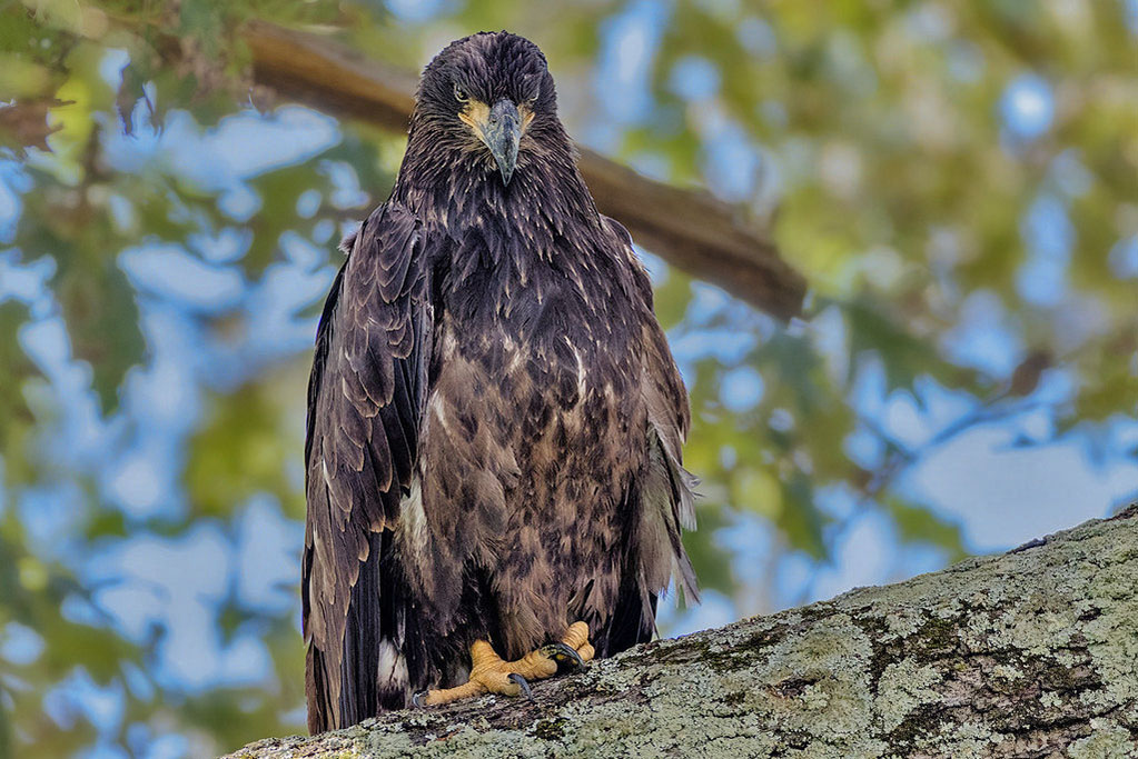 Images of Juvenile and Immature Bald Eagles