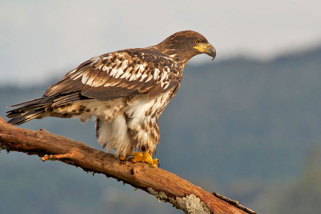 Images of Juvenile and Immature Bald Eagles