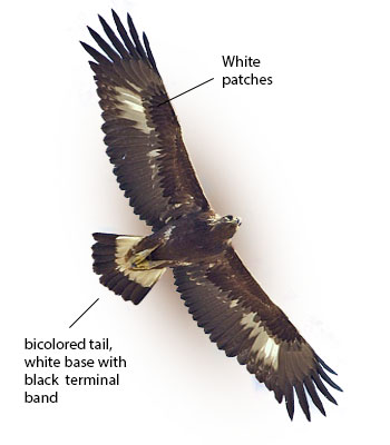How to Tell a Juvenile Golden Eagle from a Juvenile Bald Eagle - Avian ...