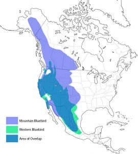 Which Bluebird Species Are You Seeing in Your State? - Avian Report