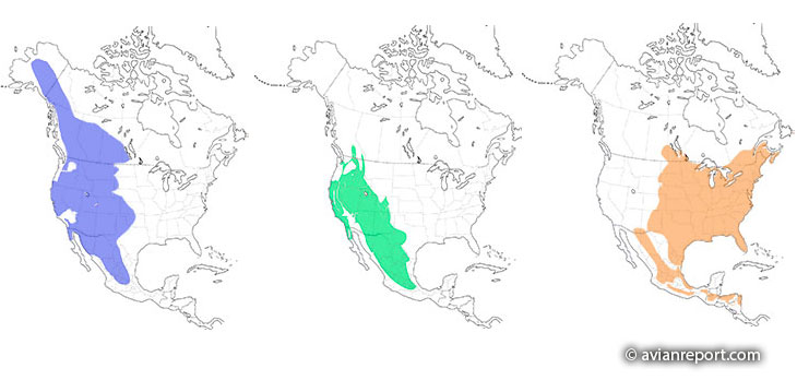 Which Bluebird Species Are You Seeing in Your State? - Avian Report